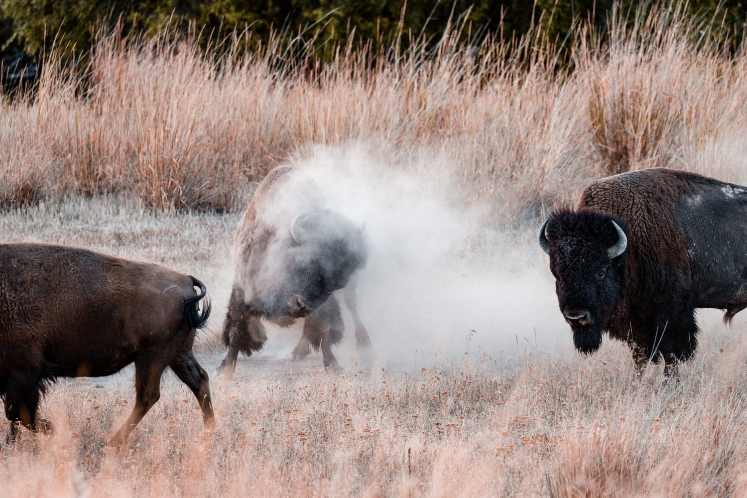 Saskatchewan Bison Association - saskbison.ca