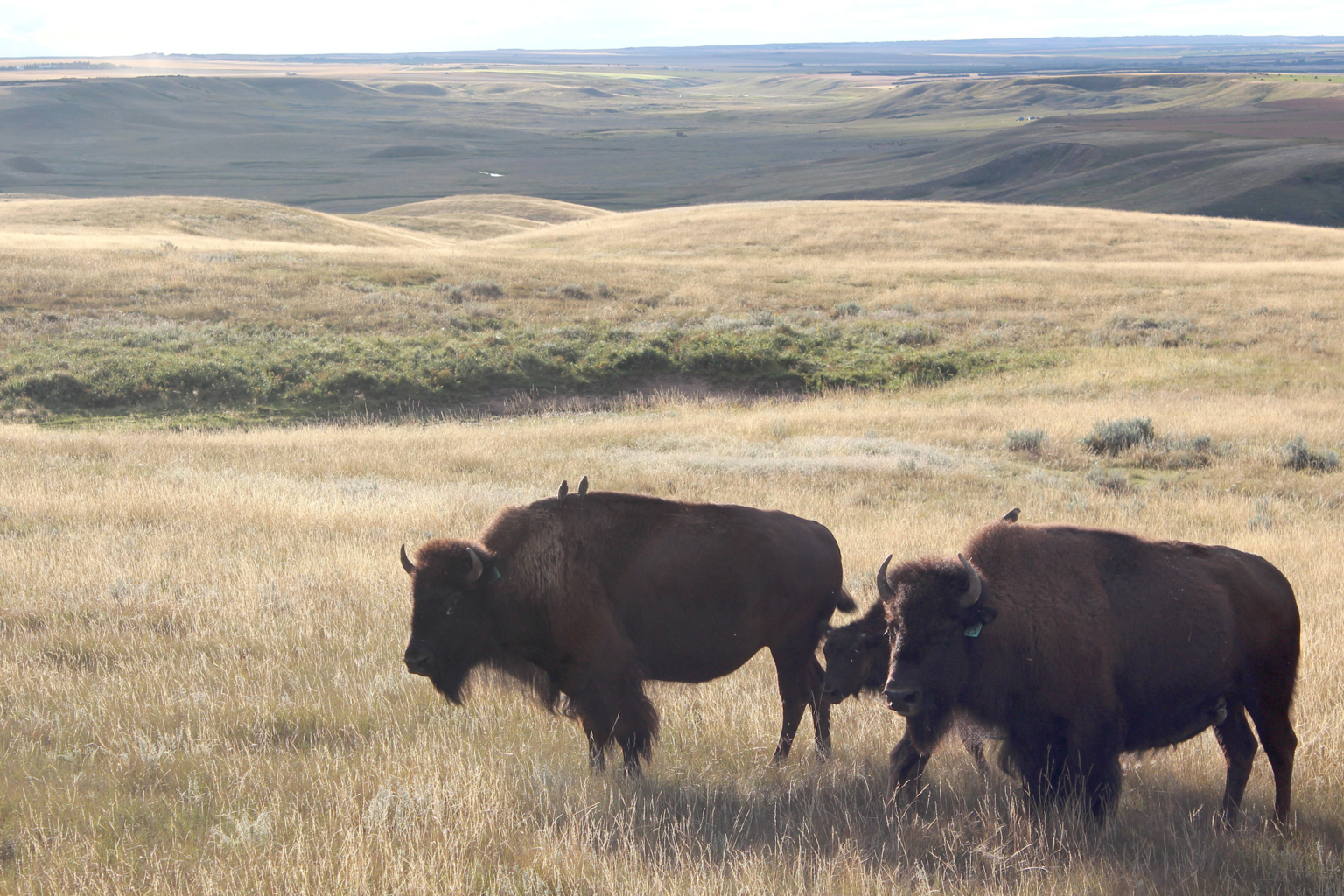 Ecology & Sustainability - Saskatchewan Bison Association - saskbison.ca